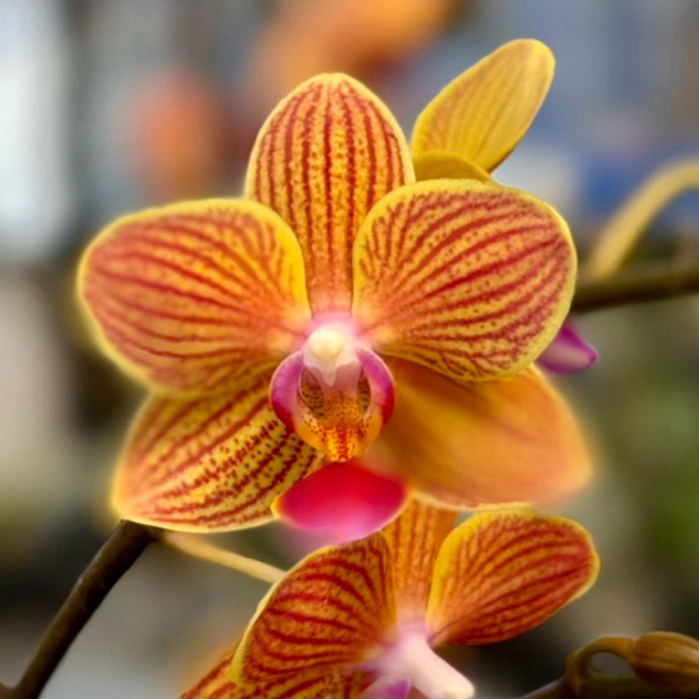 Jual ANGGREK BULAN MINI “ORANGE STRIP MINI” kondisi knop mekar | Shopee ...