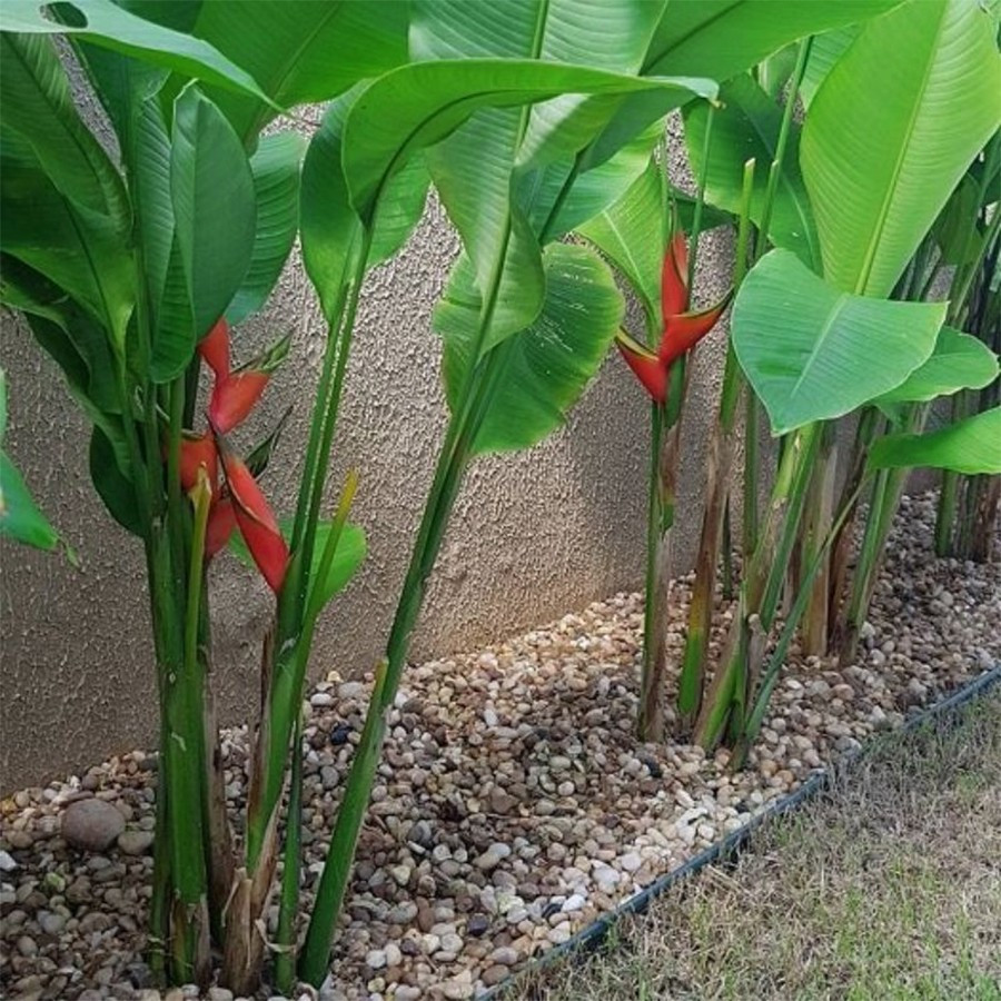 Jual Tanaman Hias Pisang Bali Atau Pisang Betet Calathea Heliconia ...