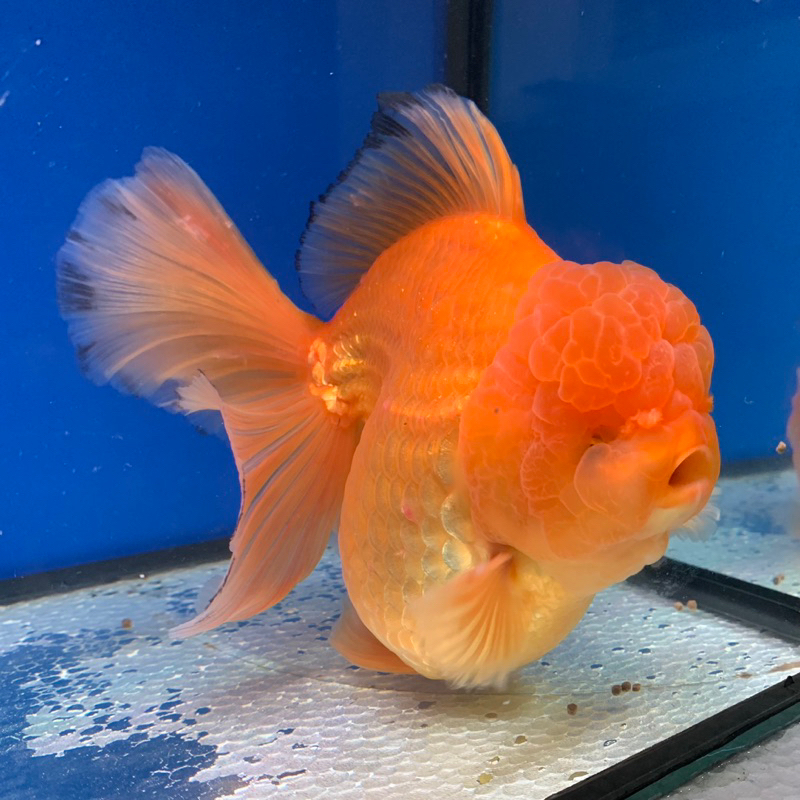 Jual Ikan Koki Oranda Rose-Tail Shogun Super Jumbo 20cm (Khusus Instant ...