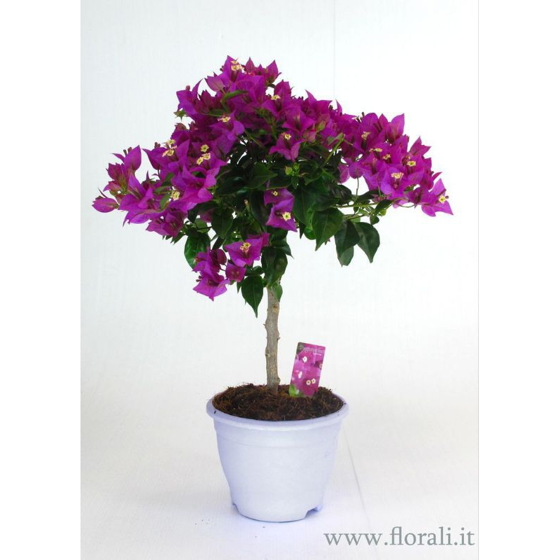 Jual TANAMAN HIAS BOUGENVILLE BUNGA KERTAS - TANAMAN HIAS INDOOR ...