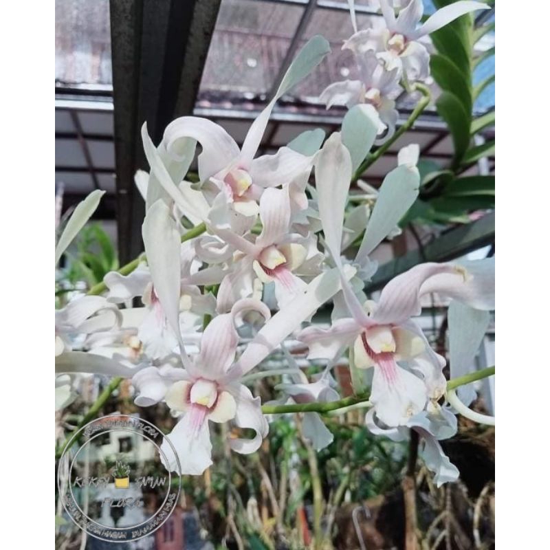 Jual ( BISA COD ) Seedling Anggrek Dendrobium Capung Kapuas - Tanaman ...