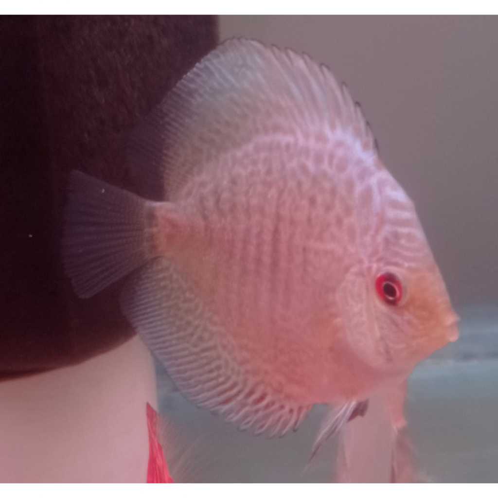 Jual Ikan Discus Blue Scorpion 2,5" inch s/d 5" inch | Shopee Indonesia