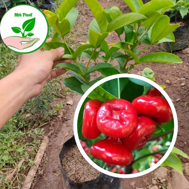 Jual bibit jambu air kancing merah | Shopee Indonesia