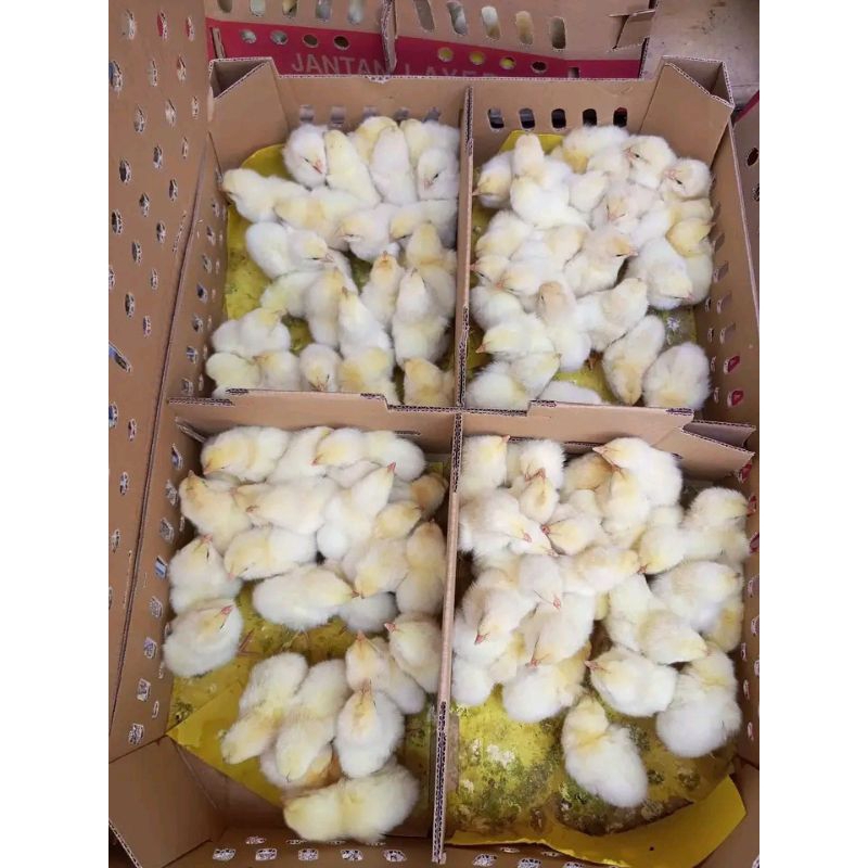 Jual DOC Ayam Boiler Pedaging/Ras Ayam Pedaging | Shopee Indonesia