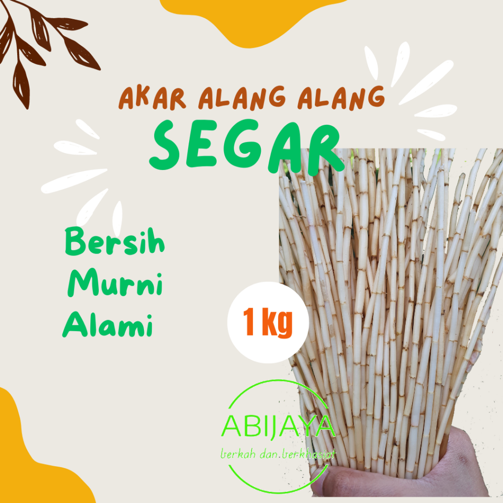 Jual AKAR ALANG ALANG SEGAR 1 KG | Shopee Indonesia