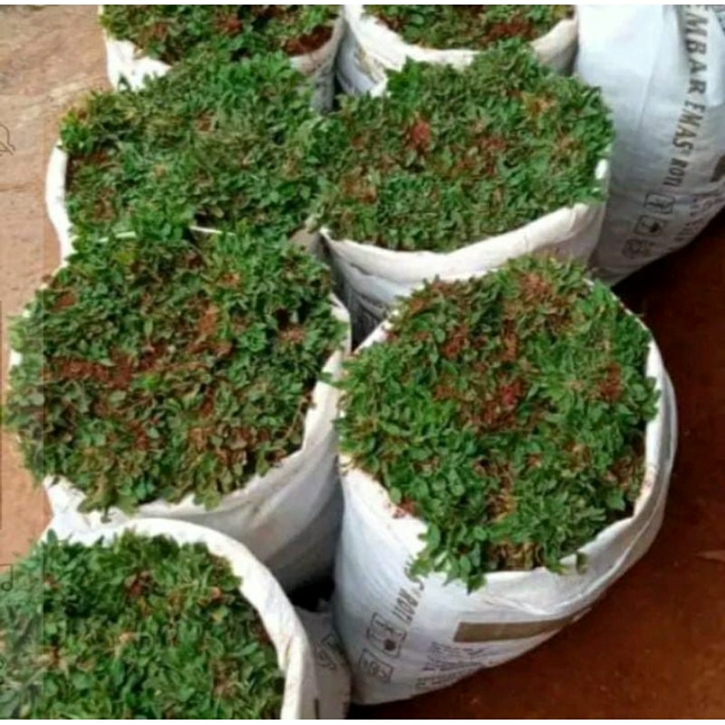 Jual Rumput gajah mini super rumput gajah mini super 1meter rumput ...