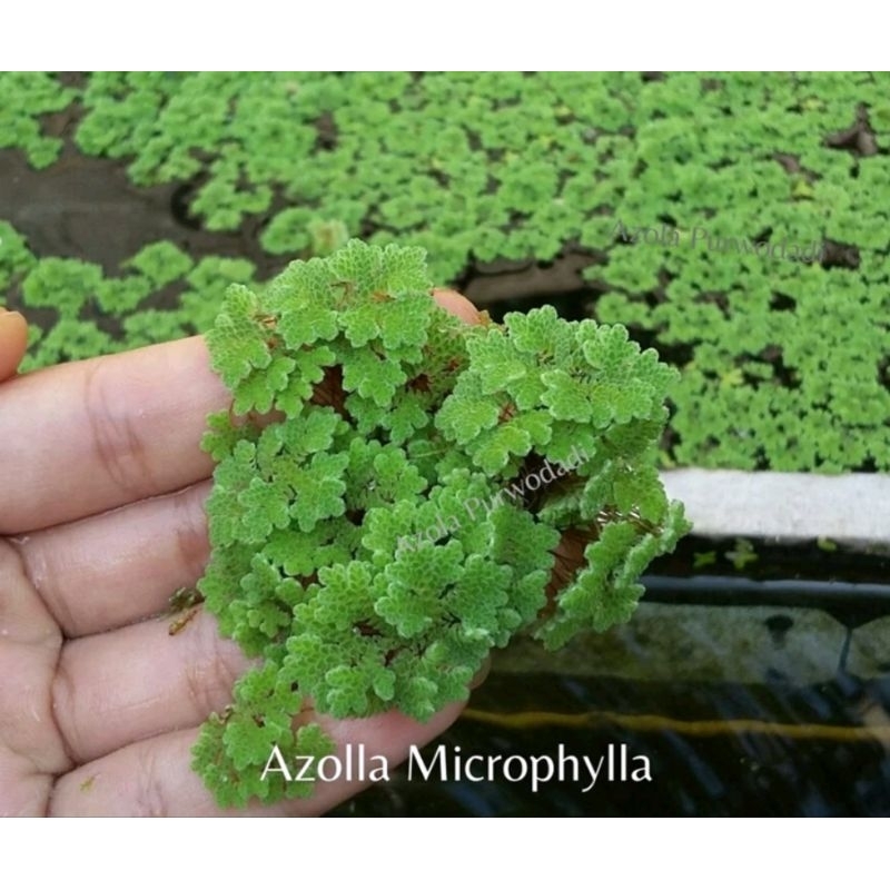 Jual Bibit azolla microphylla pakan ikan dan ternak 100g | Shopee Indonesia