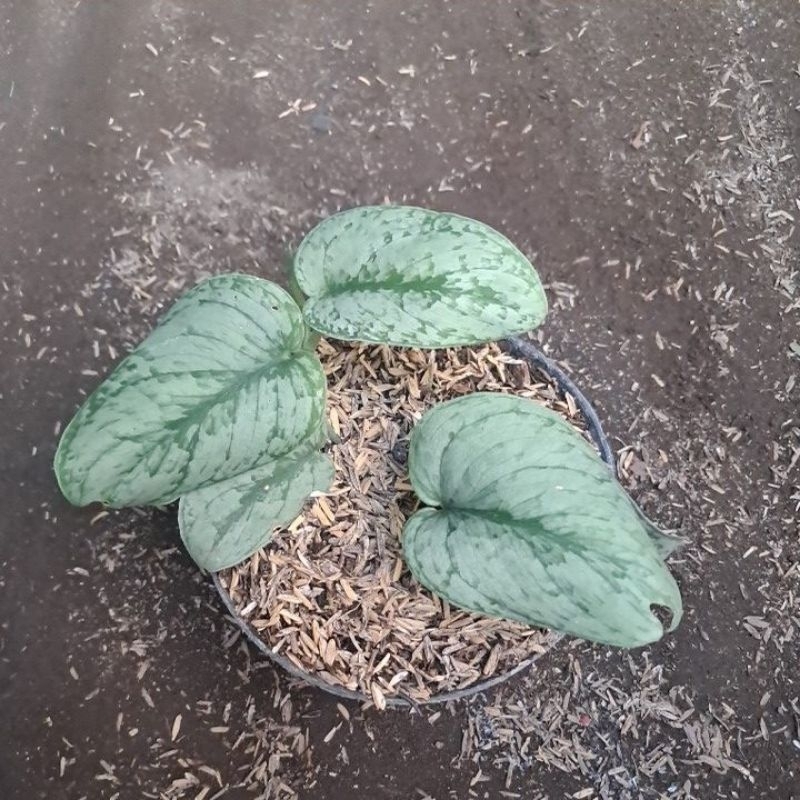 Jual scindapsus silver | Shopee Indonesia
