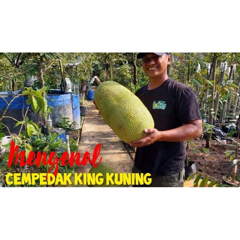 Jual BIBIT CEMPEDAK KING KUNING | Shopee Indonesia