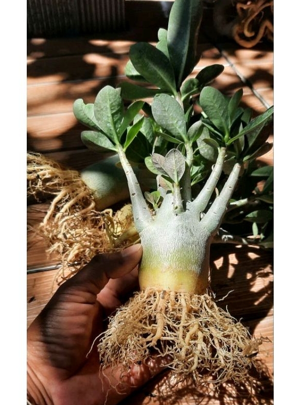Jual Adenium Program Akar Gurita - Arabicum Godji Rcn Thaisoco Black ...