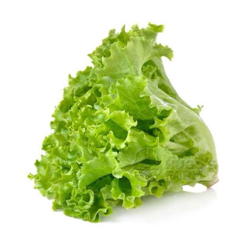 Jual selada kriting / lettuce curly 250gram | Shopee Indonesia