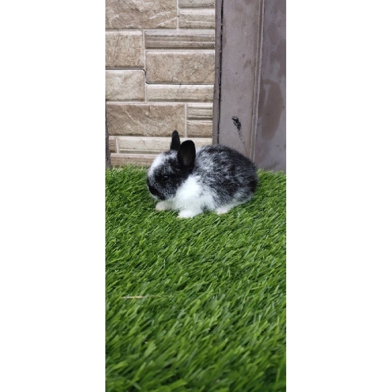 Jual kelinci nedherland dwarf warna cantik | Shopee Indonesia