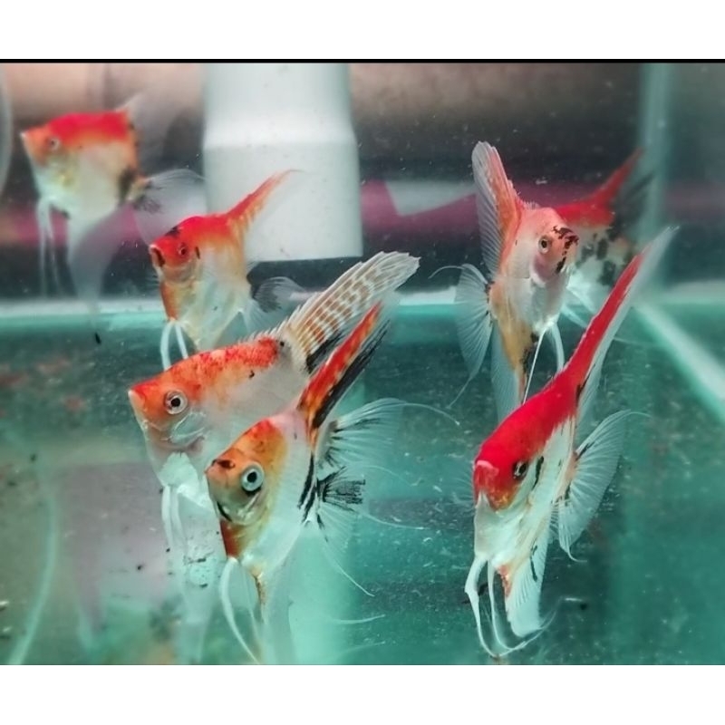 Jual Aksesoris aquarium(manfish red devil) | Shopee Indonesia