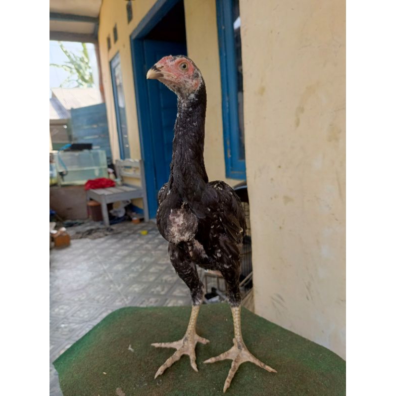 Jual Ayam jantan adu bangkok silang pakoy black bull bahan kualitas ...