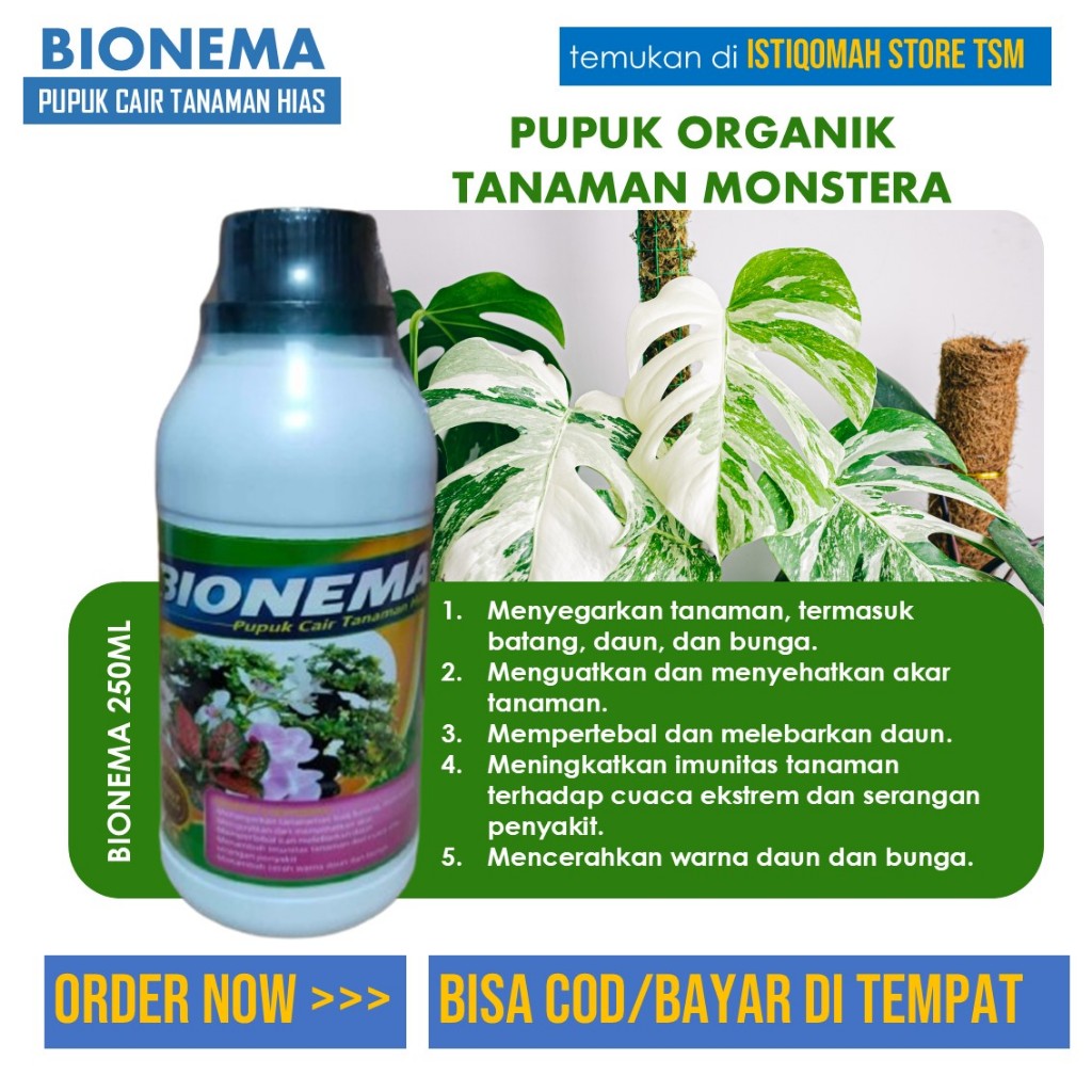 Jual PUPUK TERBAIK Mostera Mencerahkan Warna Monstera Melebatkan Daun ...