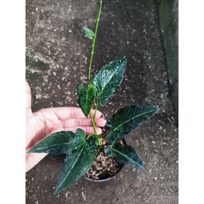 Jual syngonium rayii dark form | Shopee Indonesia