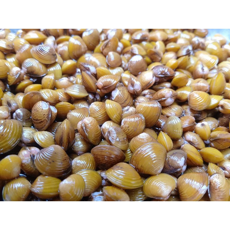 Jual Remis kerang kuning 95 pcs plus bonus / kebutuhan akuarium hidup ...