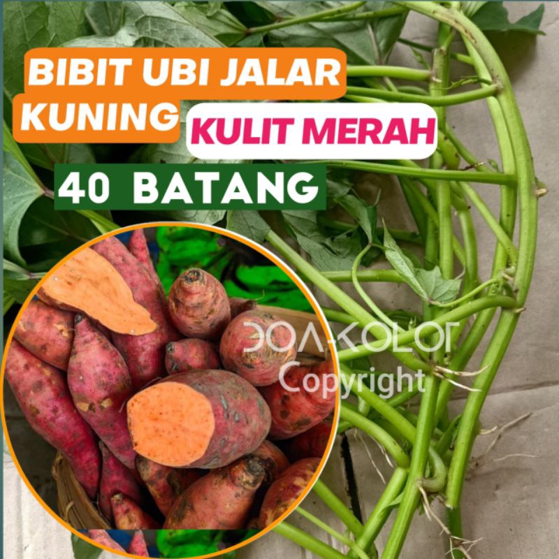 Jual Bibit Ubi Jalar Kuning 40 Batang Umbi Jalar Orange Ubi Oren ...
