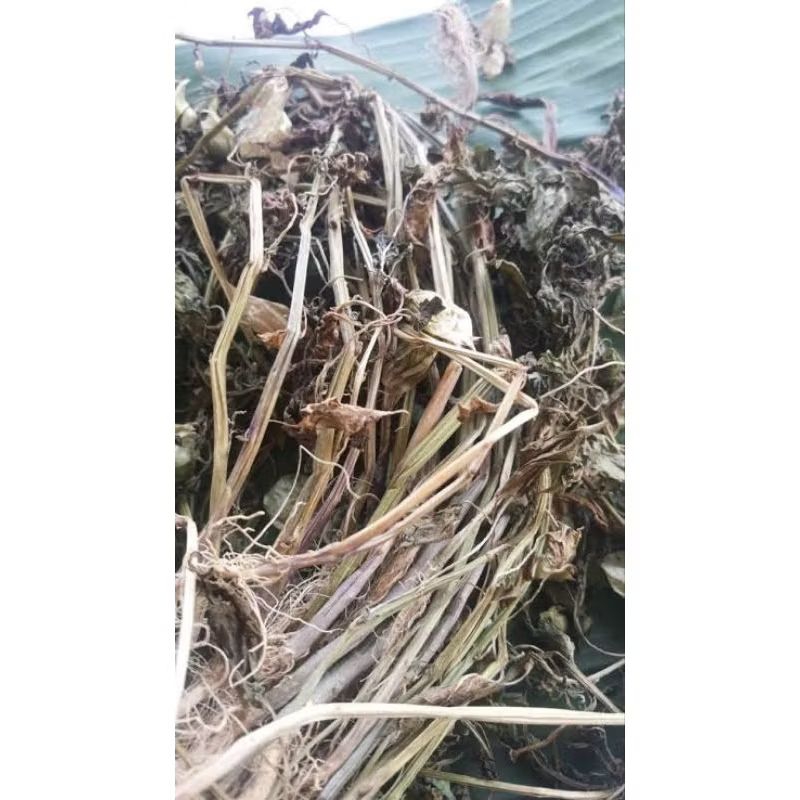 Jual daun ciplukan / cecendet kering 250 gram | Shopee Indonesia