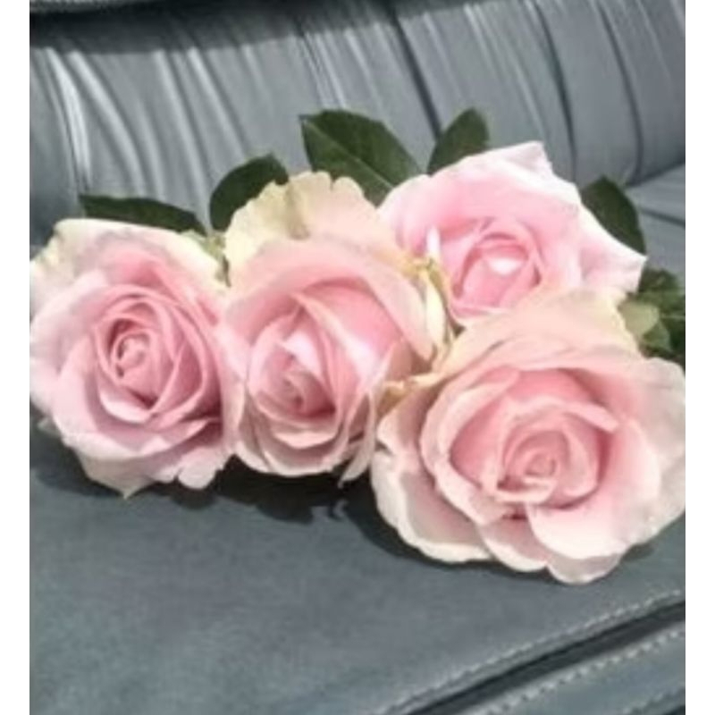 Jual Bunga Mawar Potong Fresh Warna Soft Pink Grade B | Shopee Indonesia
