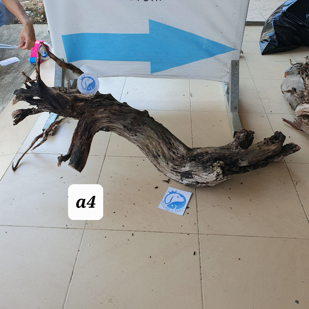 Jual KAYU SANTIGI A4 105CM AQUASCAPE AQUARIUM HIAS DEKORASI BATANG KAYU ...
