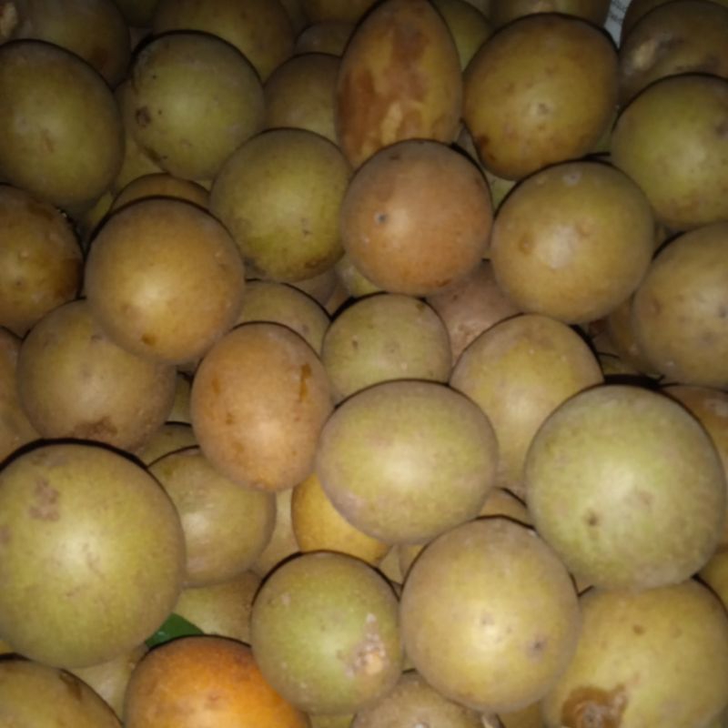 Jual sawo mentah ukuran besar 1 kg | Shopee Indonesia