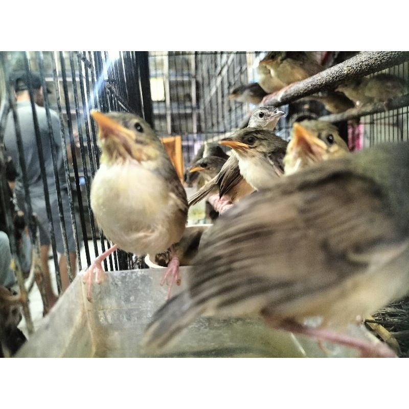 Jual Burung ciblek gunung anakan atau cigun anakan | Shopee Indonesia