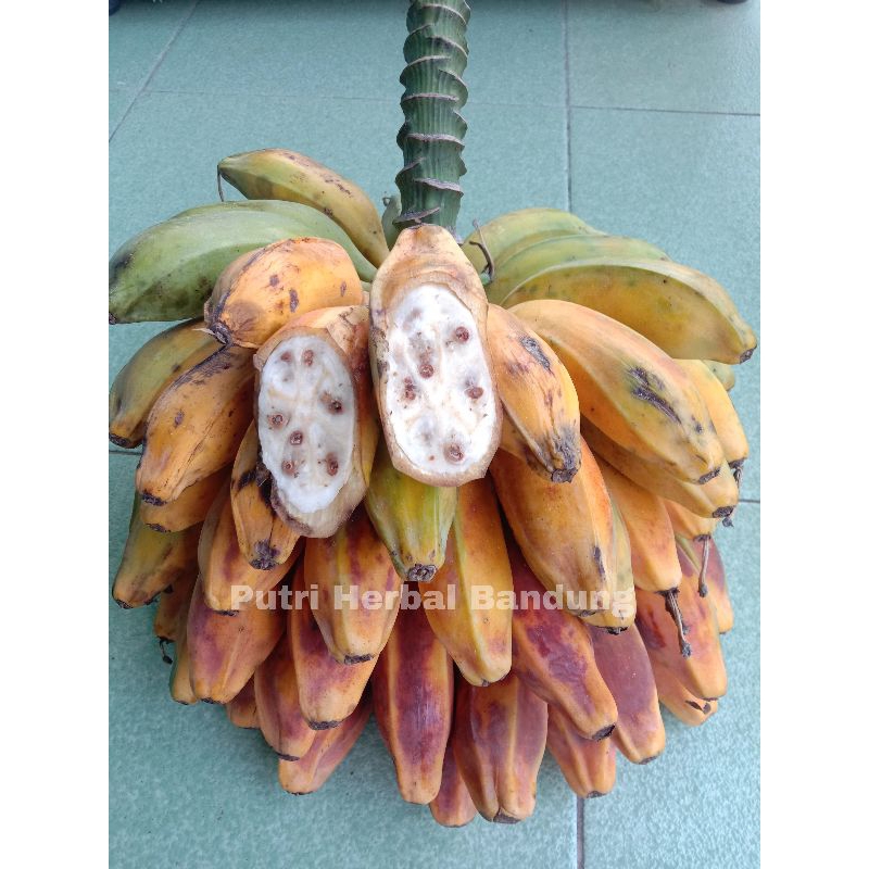 Jual Pisang klutuk tua atau pisang batu matang per 1 kg | Shopee Indonesia