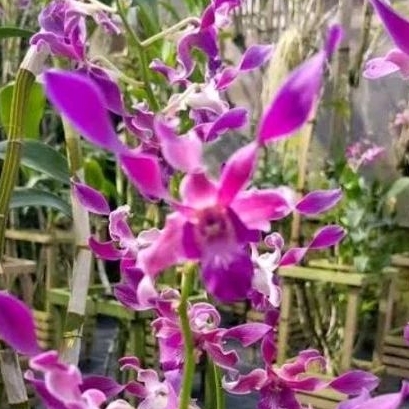 Jual Anggrek Dendrobium keriting king Cobra x Caesar pink | Shopee Indonesia