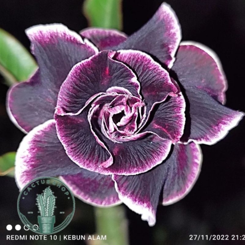 Jual ADENIUM BUNGA TUMPUK ID LILAC FROST / TANAMAN HIAS ADENIUM ...