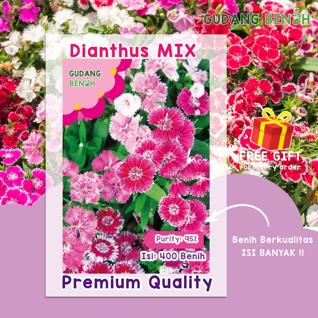 Jual Bibit Tanaman Bunga Dianthus Premium Quality Isi 400 Benih ...