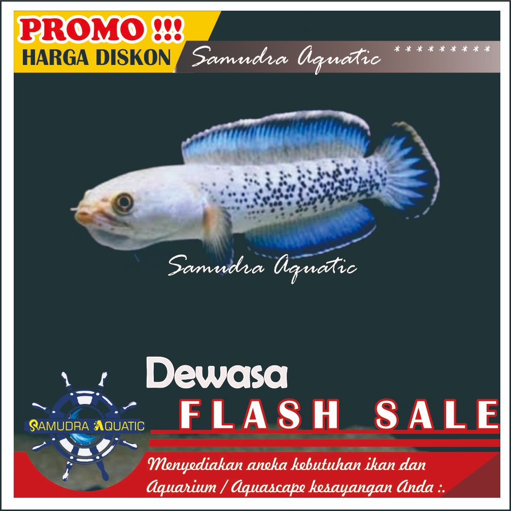 Jual CHANA BABY | CHANA STEWARTI | CHANA | (KHUSUS INSTAN) | Shopee ...