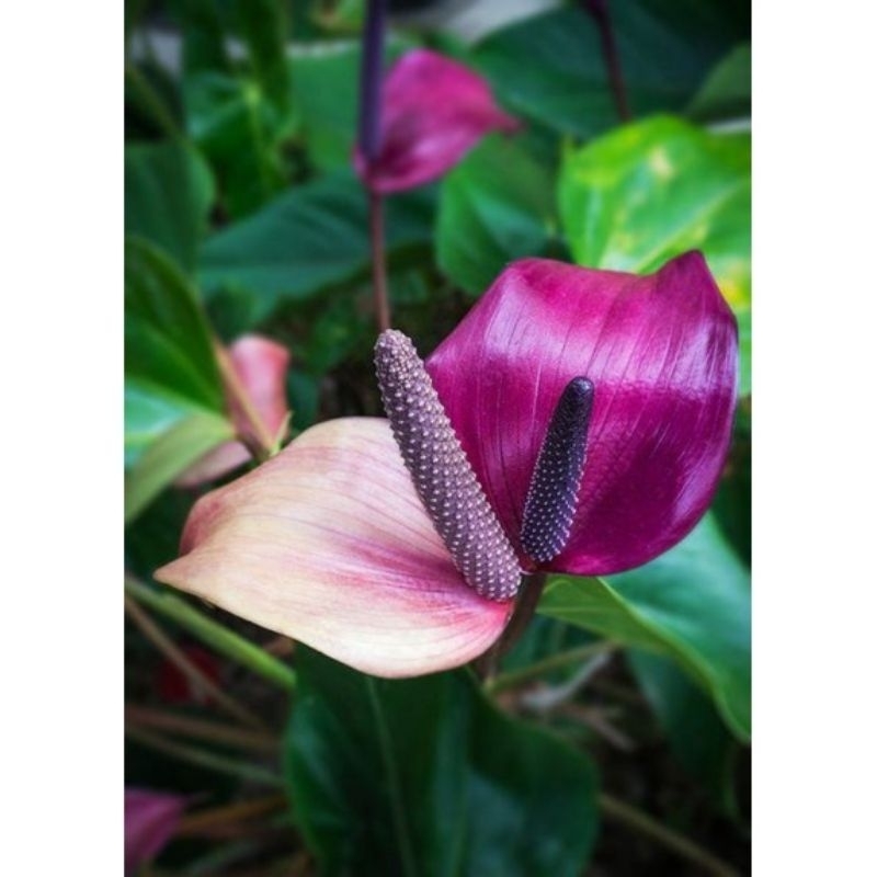 Jual Tanaman hias anthurium mickey mouse bunga hidup ( id: ungu bunga besar cantik) | Shopee ...