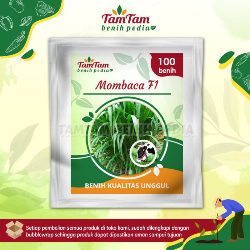 Jual Promo akhir tahun( PAKET HEMAT 25kg ) Benih Rumput Mombasa Pakan ...