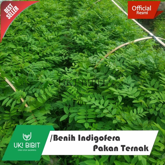 Jual ( 100 Butir ) Benih Biji Indigofera Pakan Ternak | Shopee Indonesia