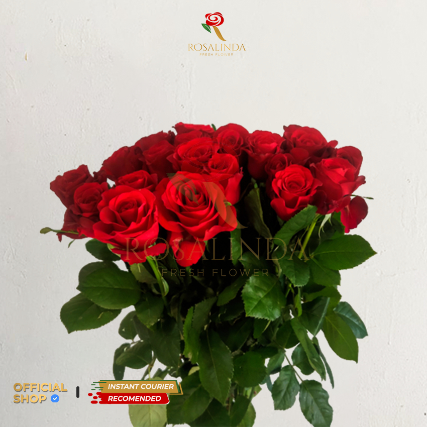 Jual Bunga Rose Sexy Red / Rose Holland / Bunga Potong Segar | Shopee ...
