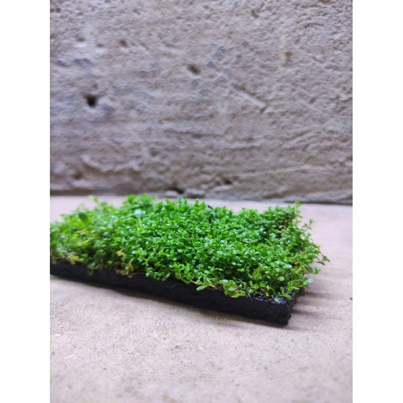 Jual Cuba carpet media pakis ukuran 10x5cm sudah tengelam - hiasan ...