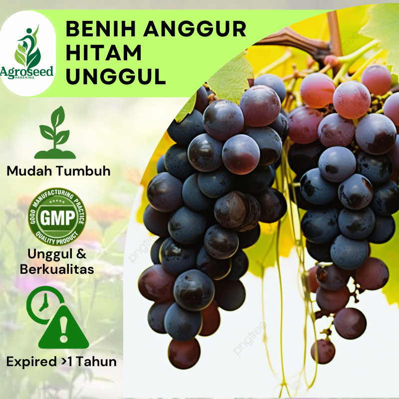 Jual 5 Benih - Anggur Hitam Wine Grape Bibit Tanaman Buah Buahan Import ...