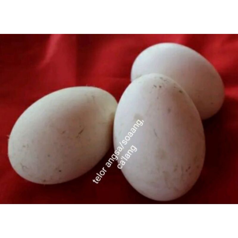 Jual Telor Angsa /telor soang tepuruk/telor calang yang ga netes ...