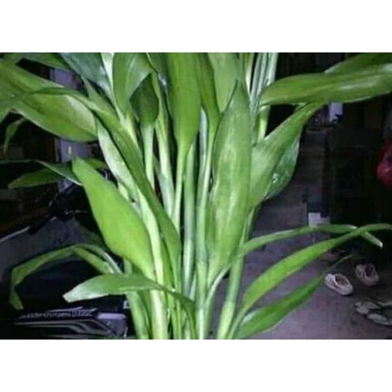 Jual Bambu hoki sri rezeki fresh dan segar 1pcs | Shopee Indonesia