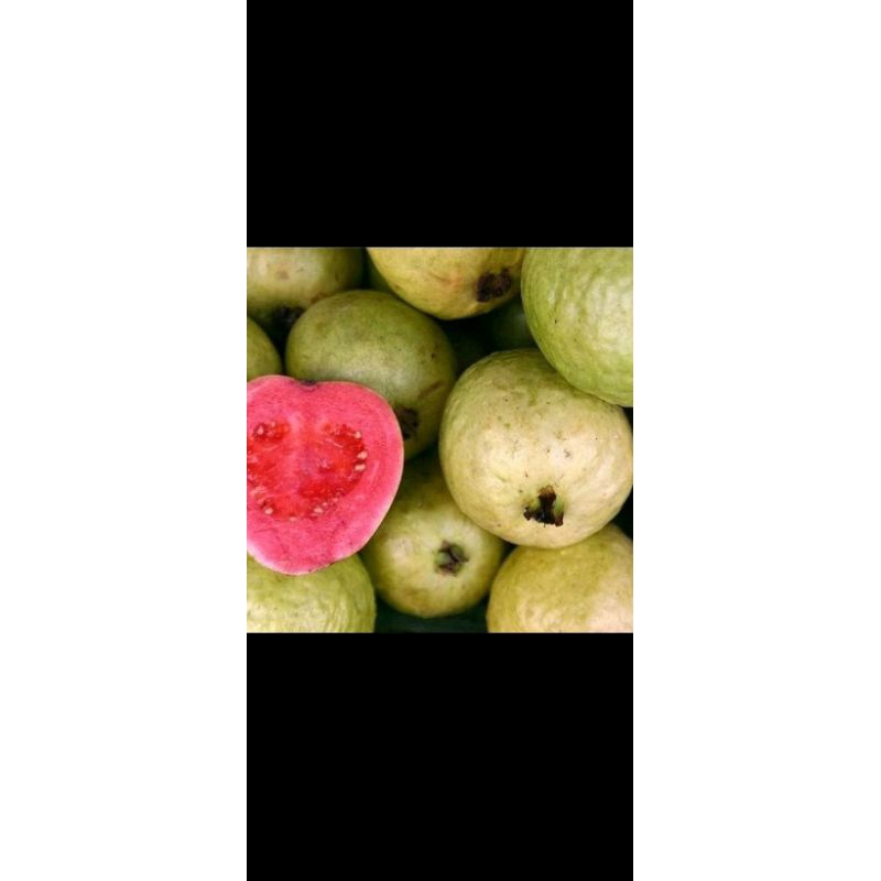 Jual jambu biji merah 1kg | Shopee Indonesia