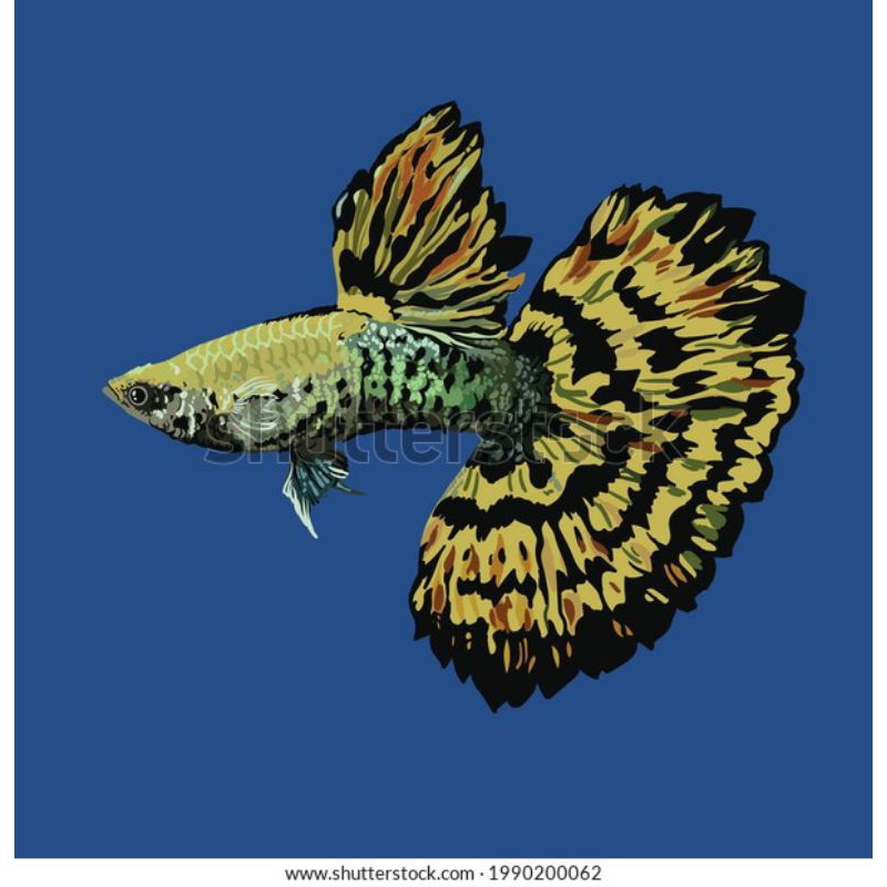 Jual guppy yellow tiger platinum (satu pasang) | Shopee Indonesia