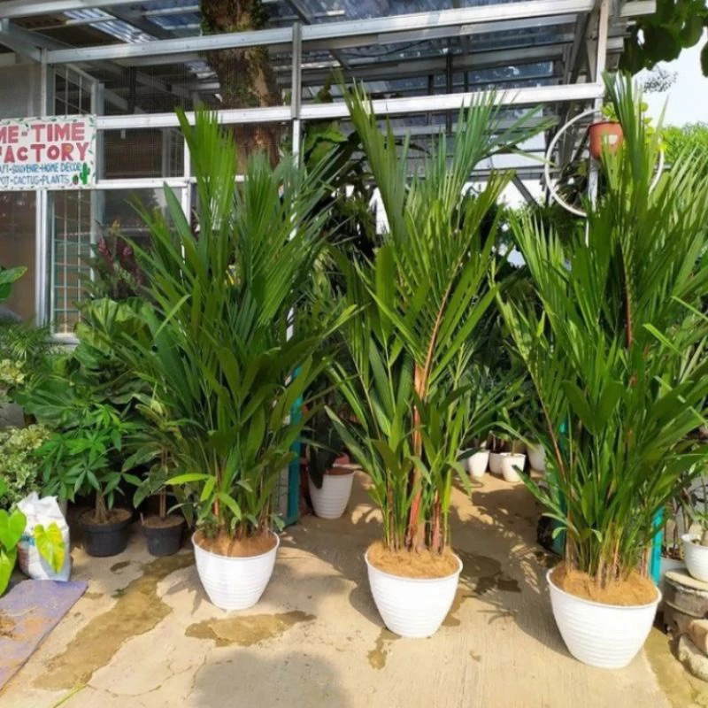 Jual Tanaman hias palm merah tinggi 2 meter tanaman palem merah pohon ...