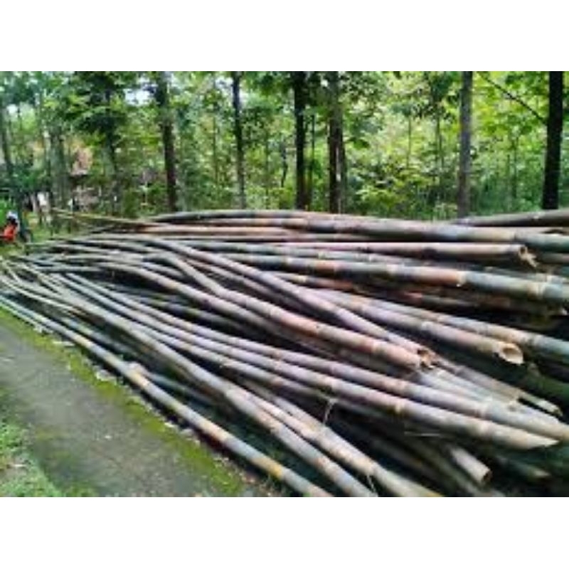 Jual bambu steger per batang banyumas | Shopee Indonesia