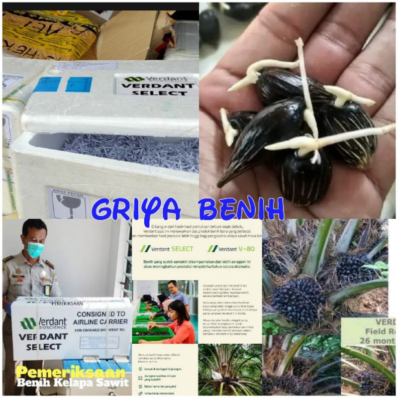 Jual Benih Bibit Polong Kecambah Sawit VERDANT SELECT asli ORIGINAL ...