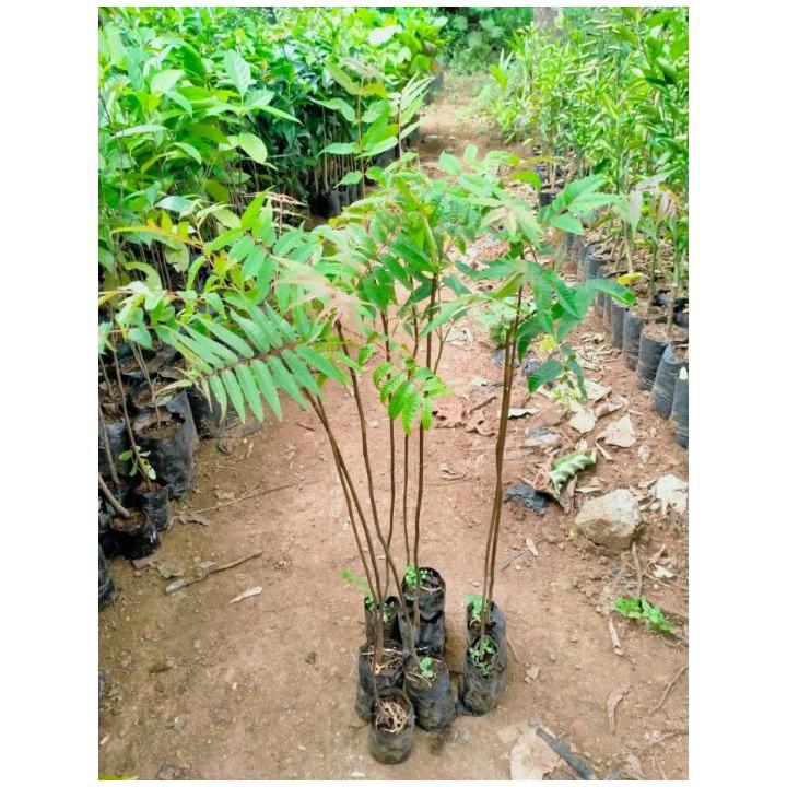 Jual Bibit Tanaman Kayu Suren / Kayu Surian - Siap Tanam | Shopee Indonesia