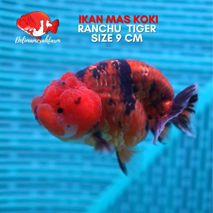 Jual IKAN MAS KOKI RANCHU TIGER SIZE 9 CM SUPER PILIHAN TERBAIK ...