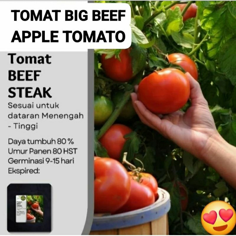 Jual 50 Benih Bibit Biji Tomat BIG BEEF STEAK, Apple Tomato, Premium ...
