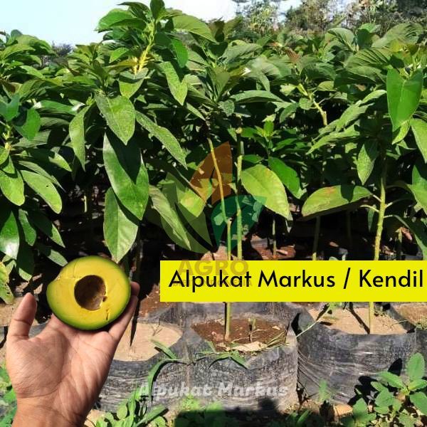 Jual Bibit Alpukat Markus Daging Tebal dan Besar Bulat | Shopee Indonesia