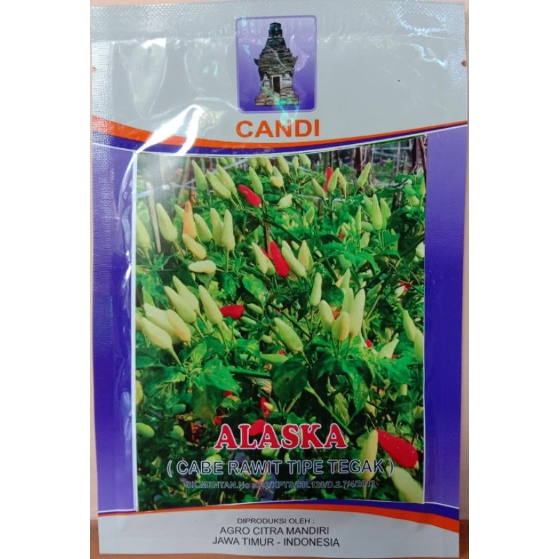 Jual Benih cabe rawit rambo alaska 100 % original kemasan 10 gr ( isi ...